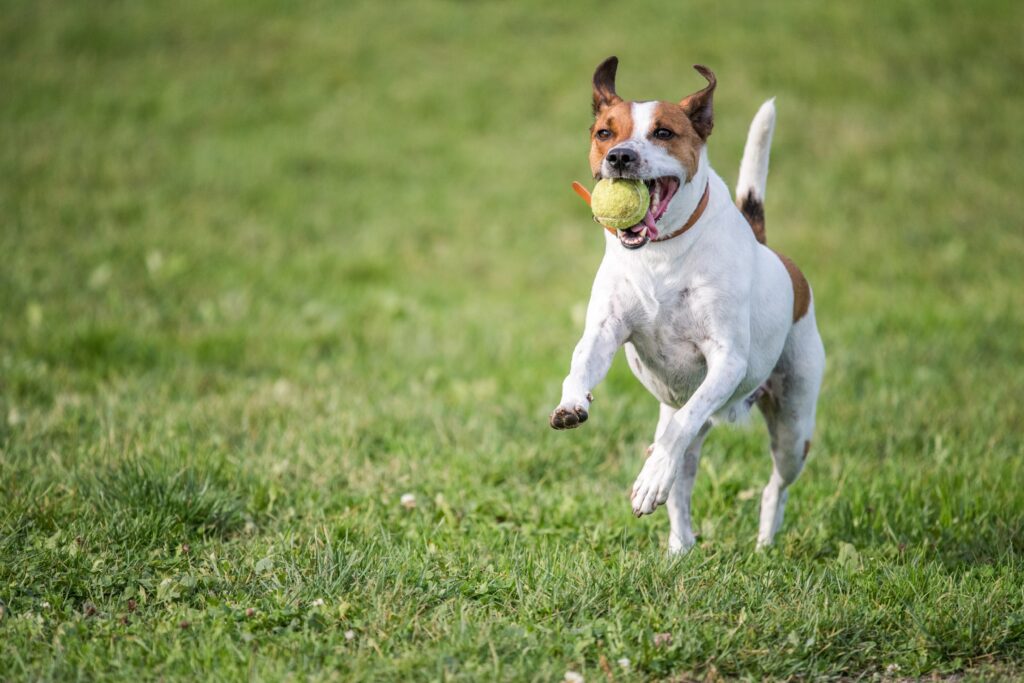Danish-Swedish Farmdog Dog Breed Health and Care | PetMD