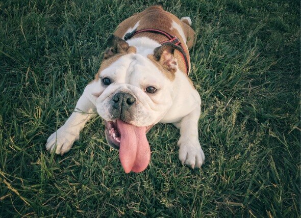 Bulldog (English Bulldog) Dog Breed Health and Care | PetMD