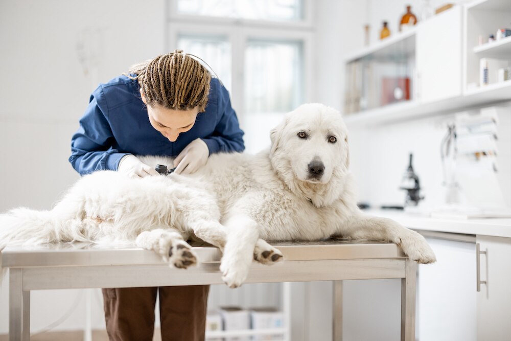 Anesthesia for Dogs: What Is It, and How Does It Work? | PetMD