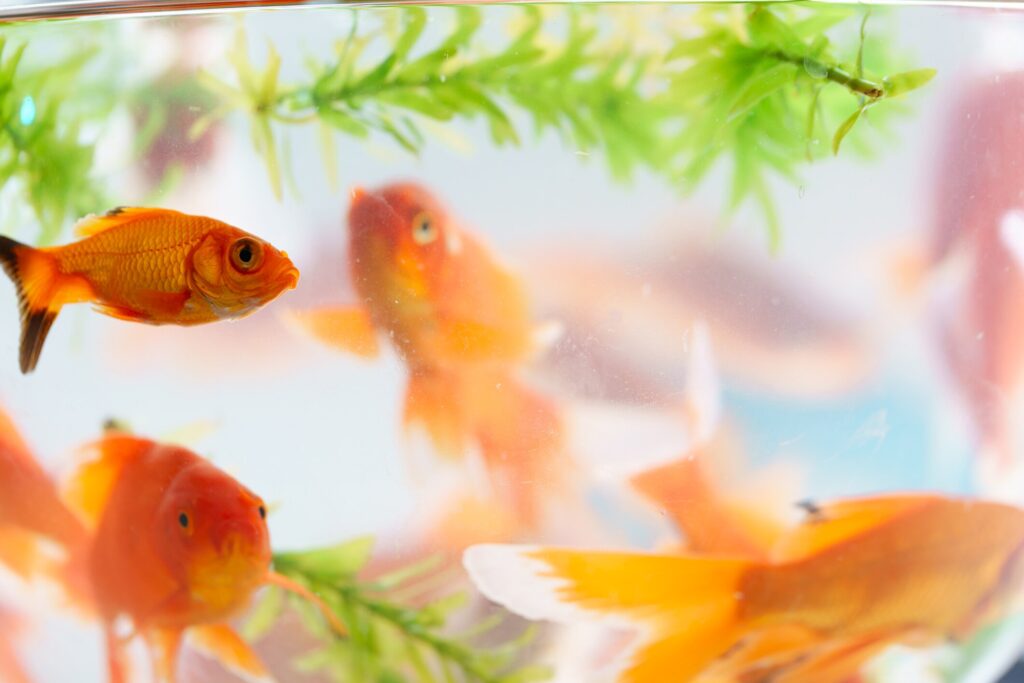 New Tank Syndrome: Causes, Signs, and Treatment | PetMD