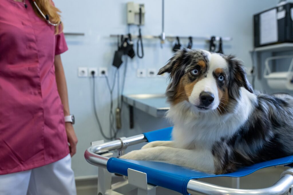 Immune-Mediated Polyarthritis in Dogs | PetMD