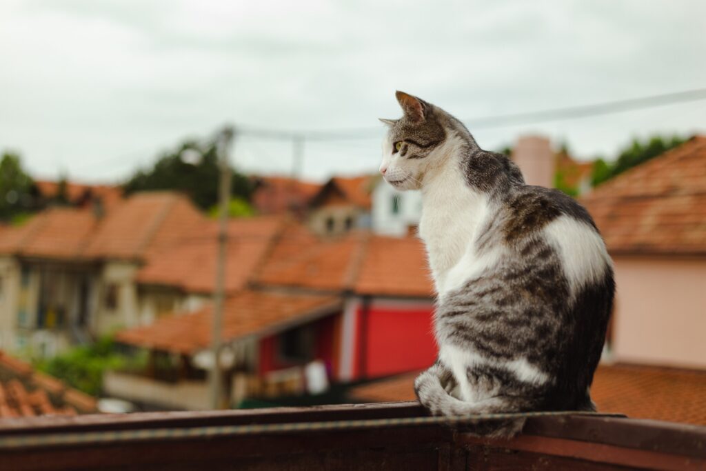 High-Rise Syndrome in Cats | PetMD