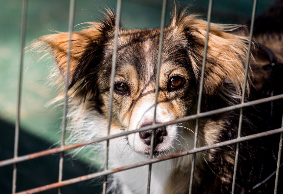 8 Signs of a Bad Boarding Kennel | PetMD