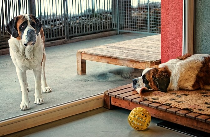 The 6 Most Common Genetic Disorders in Dogs | PetMD