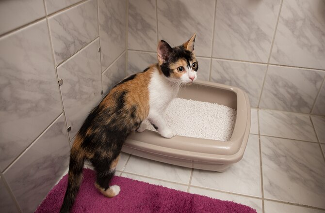 7 Common Genetic Disorders in Cats | PetMD