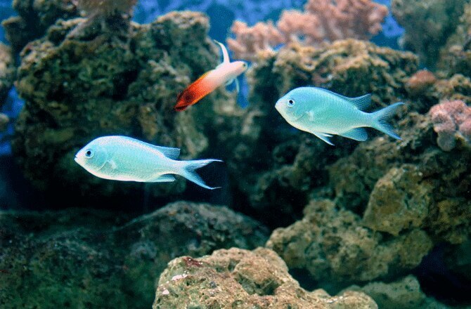 Starting a Saltwater Fish Tank | PetMD