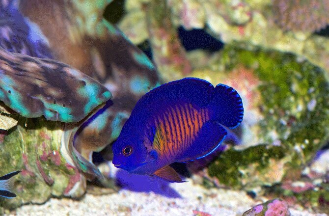 Starting a Saltwater Fish Tank | PetMD