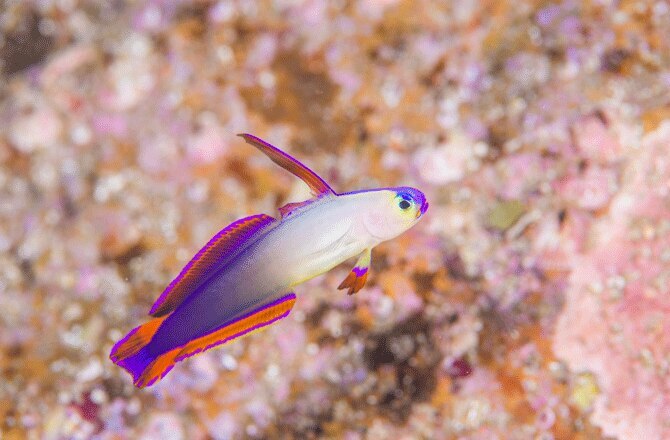 Starting a Saltwater Fish Tank | PetMD