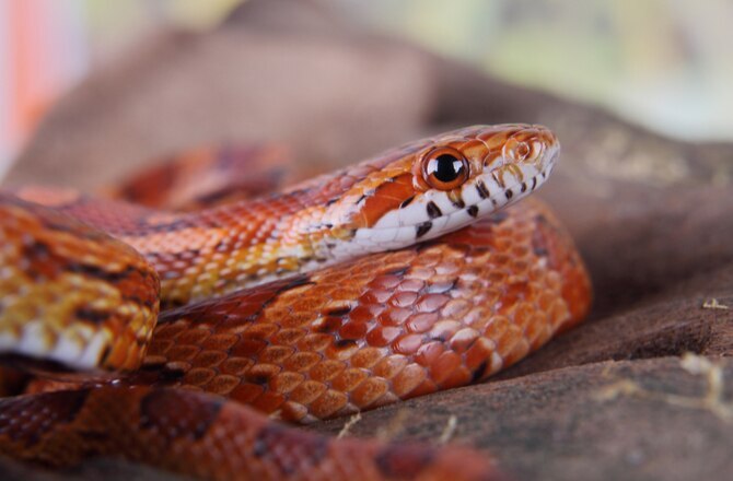 Pet Snakes That Stay Small | PetMD