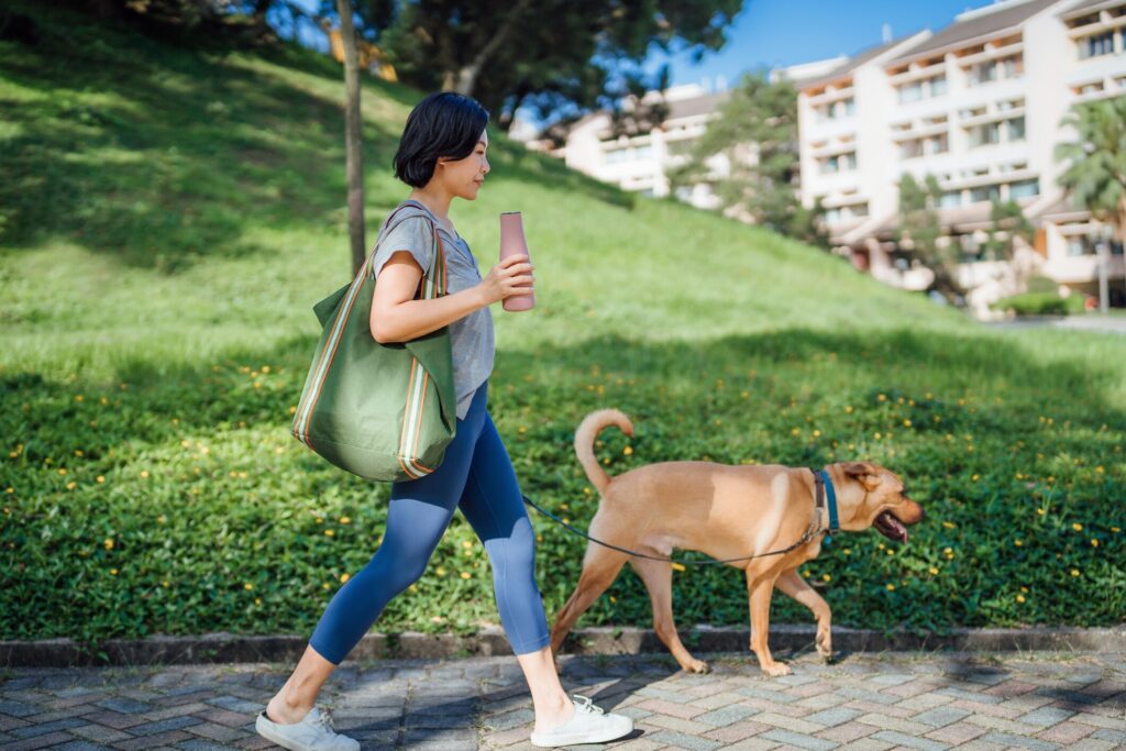 Dog Walking Tips: How To Walk Your Dog | PetMD
