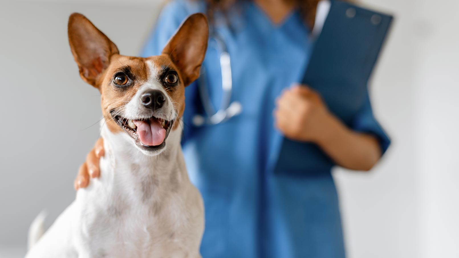 What Does Pet Insurance Cover? | Chewy