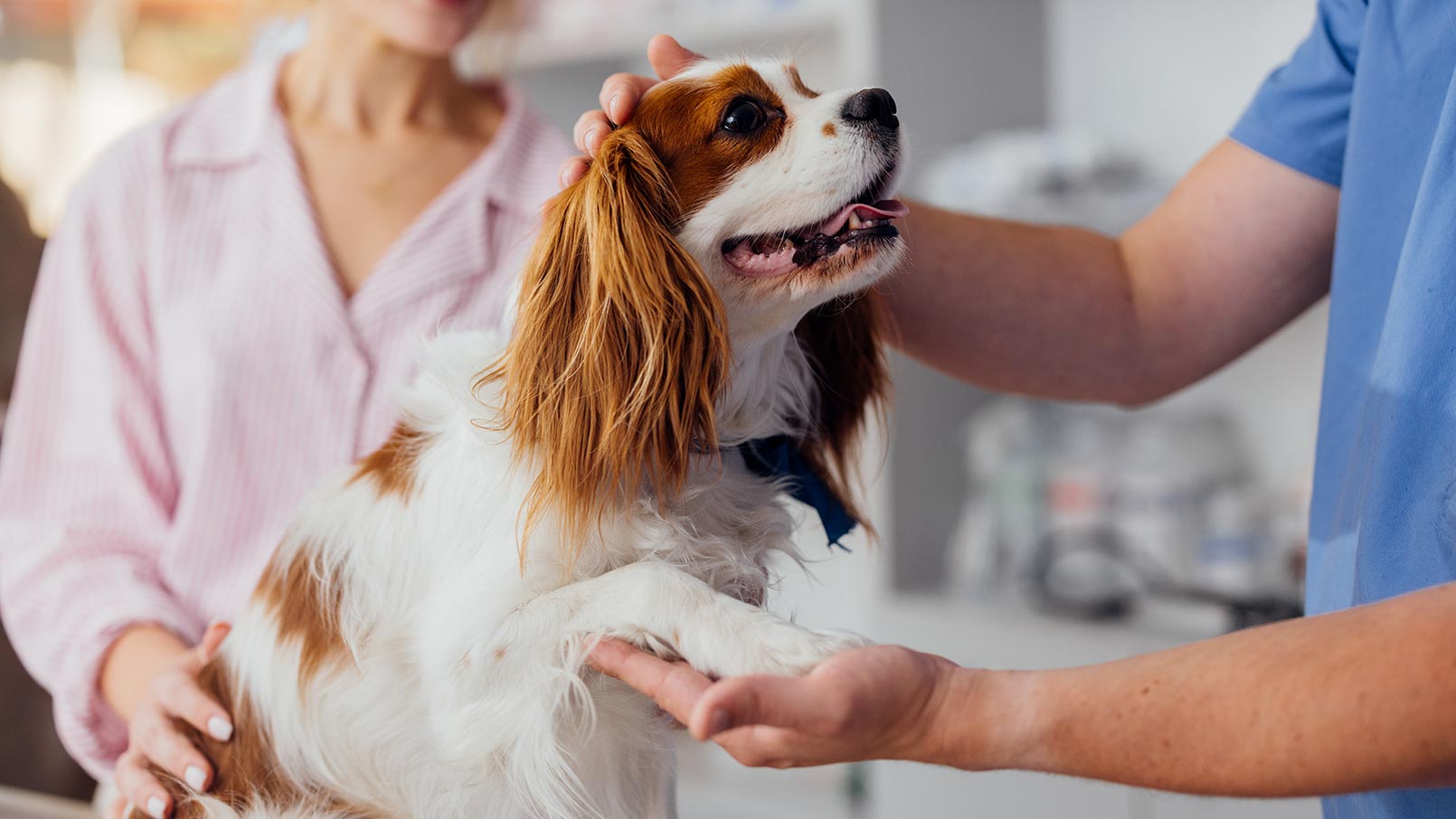 Is Pet Insurance Worth It? | Chewy