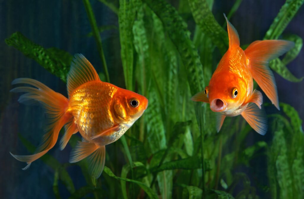 How To Take Care of Goldfish | PetMD