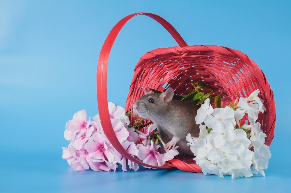 Rat Care Sheet | PetMD