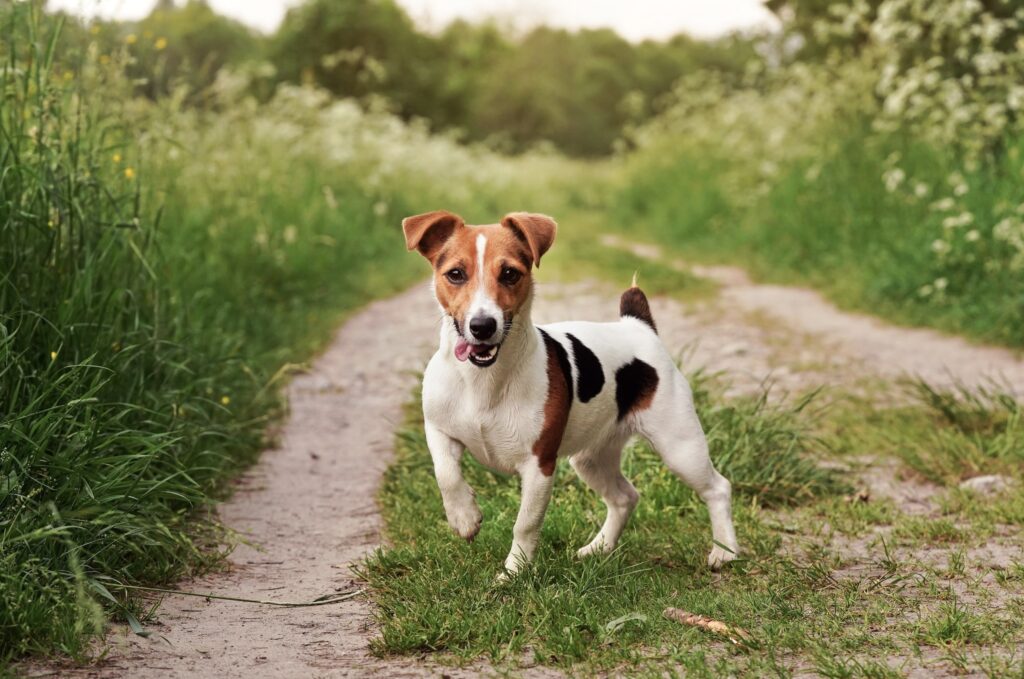 22 Terrier Dog Breeds | PetMD