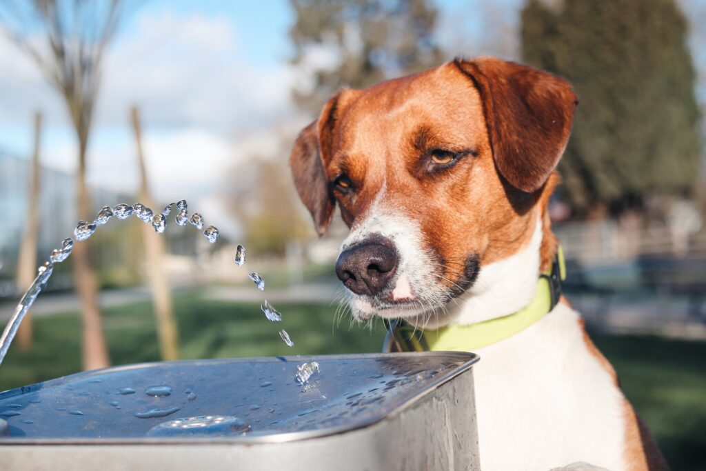 Is Tap Water Safe for Dogs? Risks, Benefits, and Making the Best Choice ...