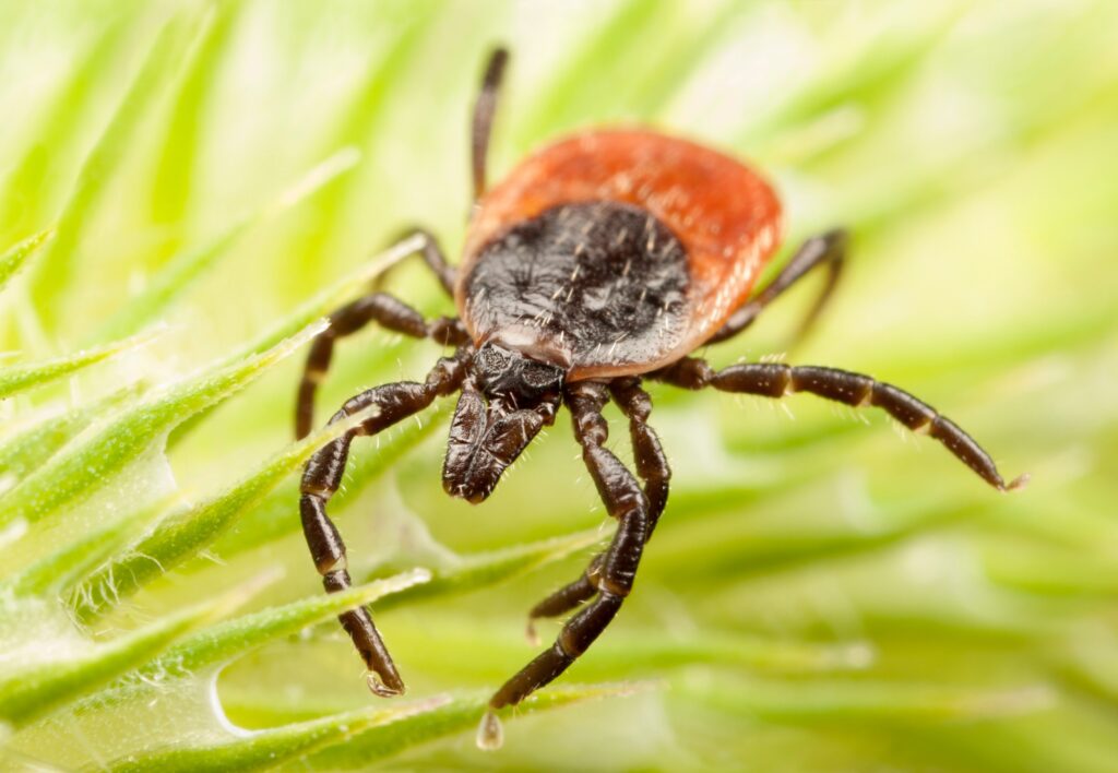 Western Black-Legged Tick: Everything You Need To Know | PetMD