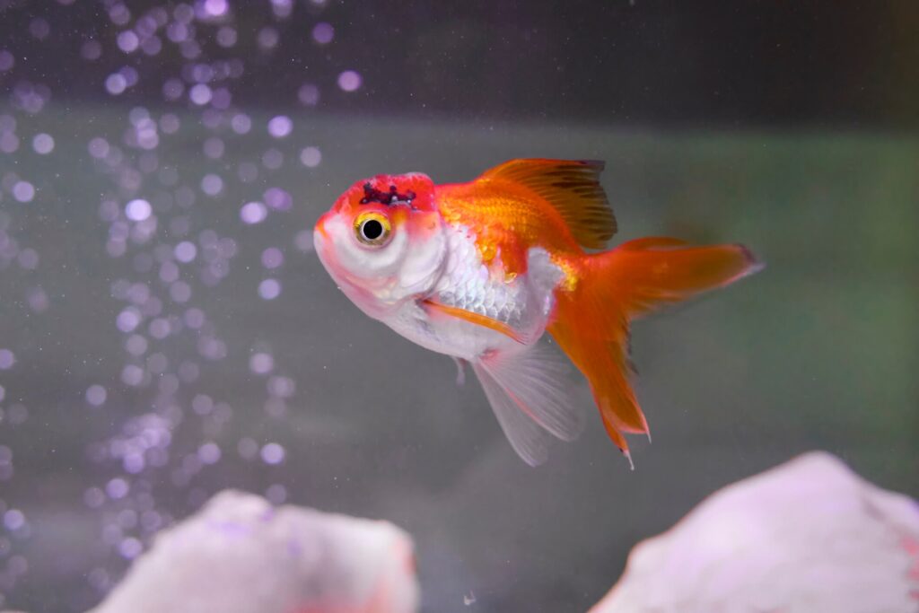 When To Consider Fish Euthanasia and How Vets Euthanize Fish | PetMD