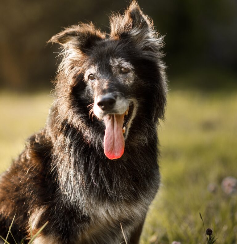 The Best Pet Health & Care Advice from Real Vets | PetMD