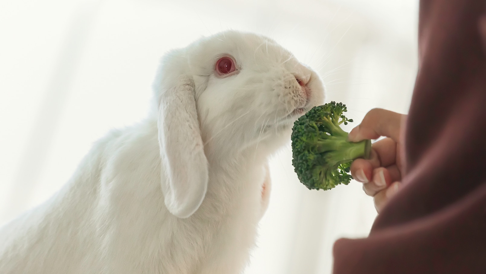 Can Rabbits Eat Broccoli? | Chewy