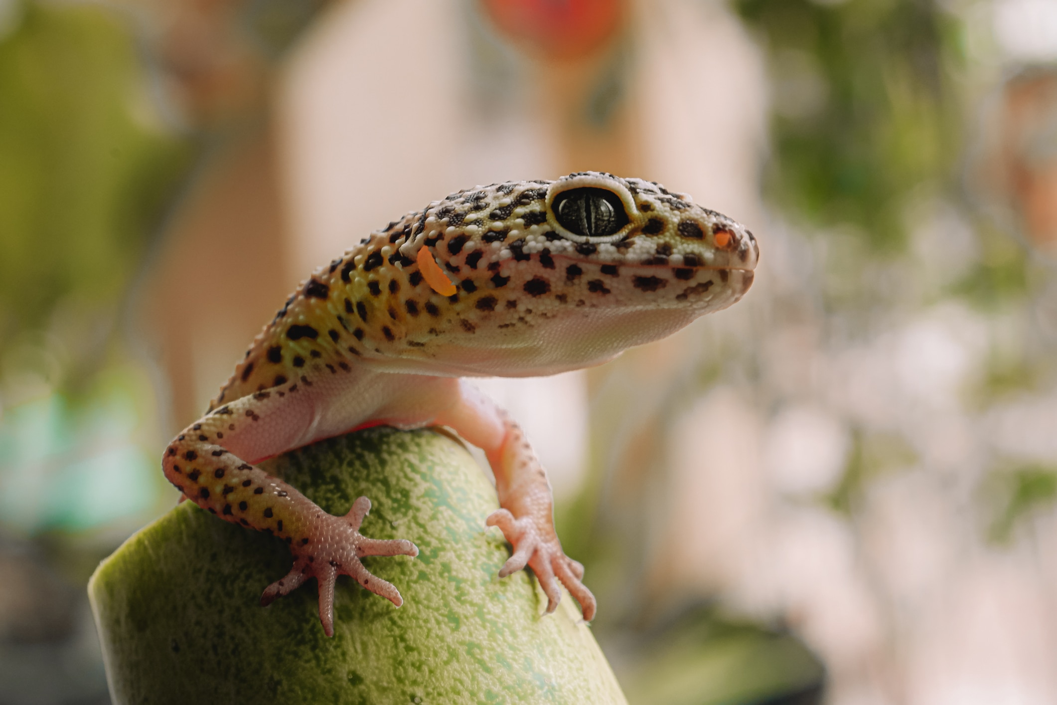 Leopard Gecko Care Sheet | Chewy