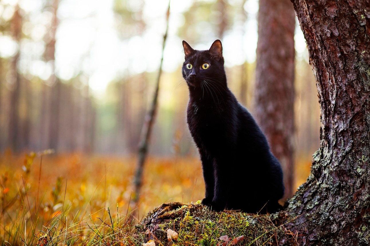15 Black Cat Breeds That Could Be Your Perfect Companion | Chewy