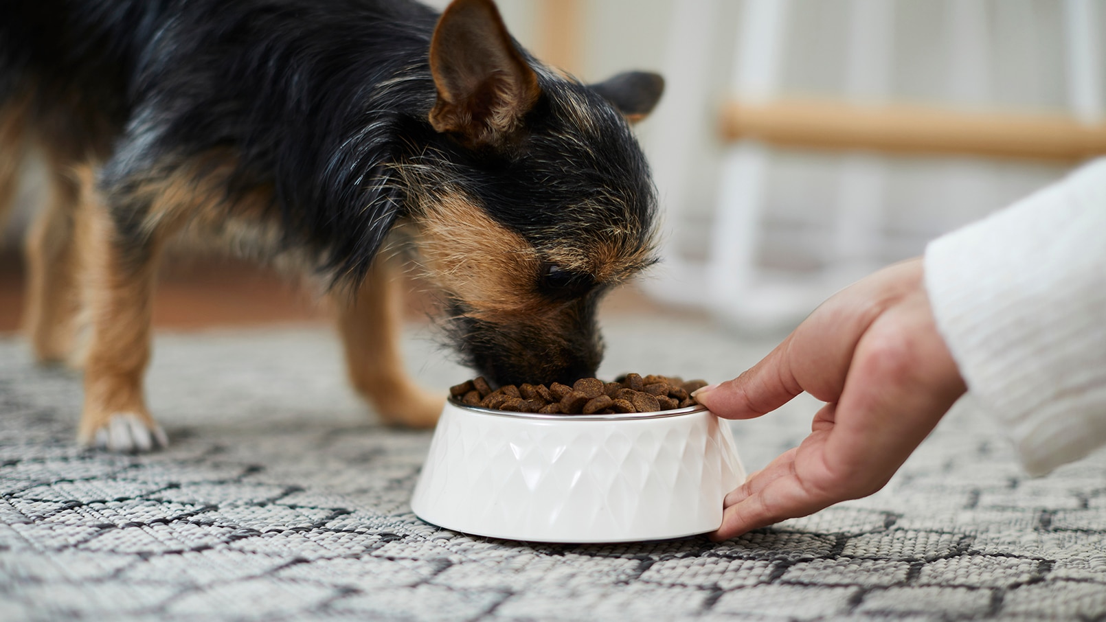 The Ultimate Guide to Dog Food Ingredients | Chewy