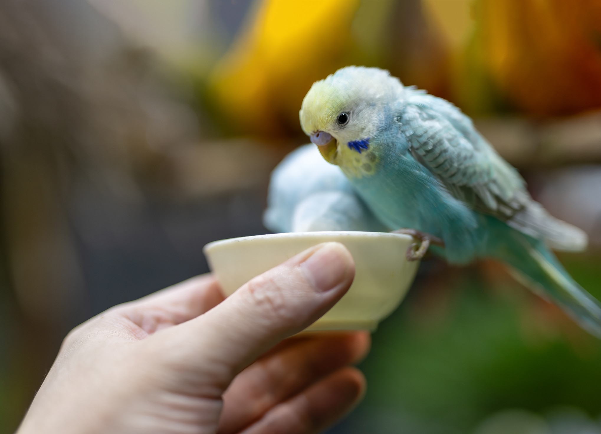 Seeds vs Pellets: Which Is Better for Your Pet Bird? | Chewy