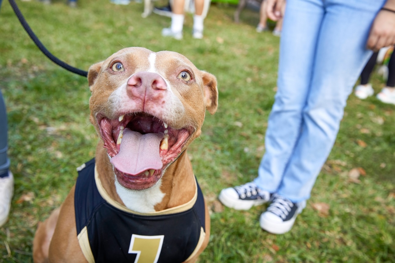 American Pit Bull Terrier vs. Staffordshire Bull Terrier | Chewy