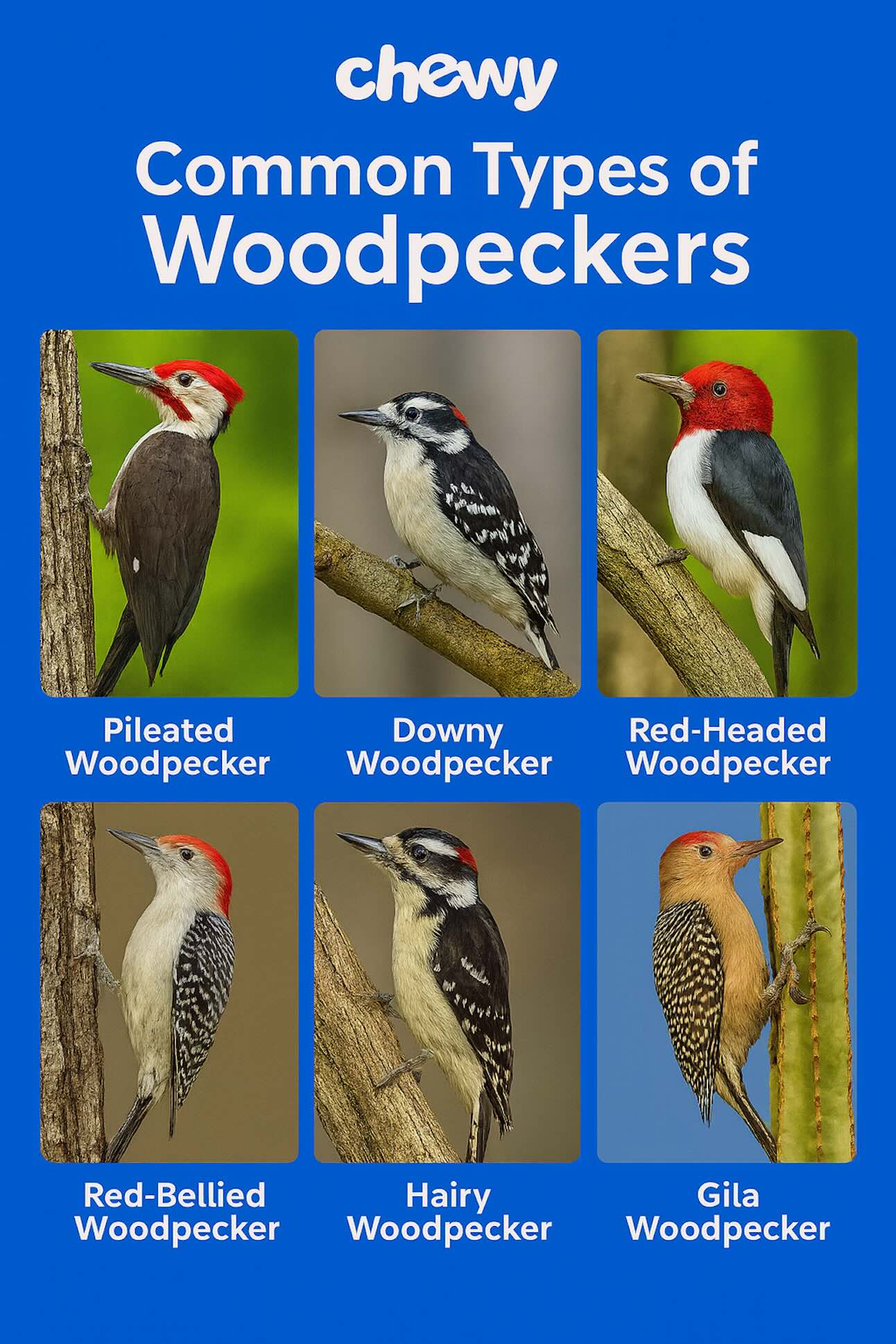 Everything To Know About Woodpeckers Chewy