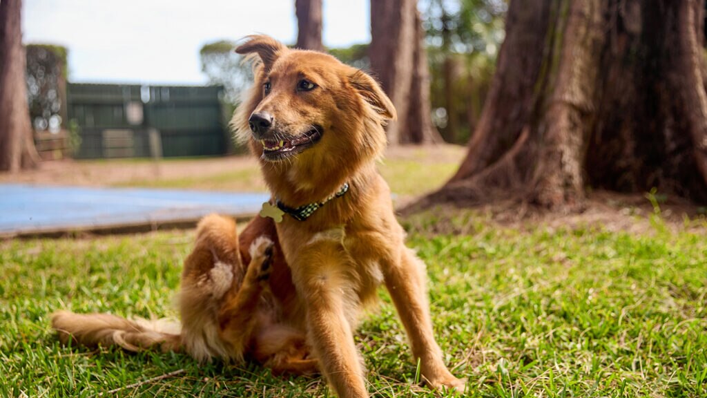 Capstar for Dogs | PetMD