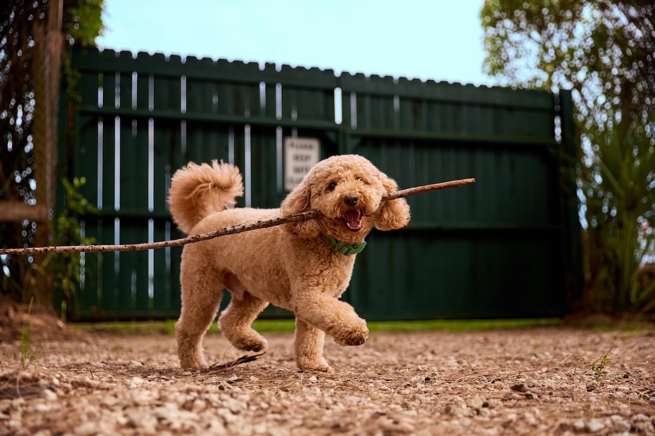 11 Popular Doodle Dogs and What To Know About Poodle Mixes | Chewy