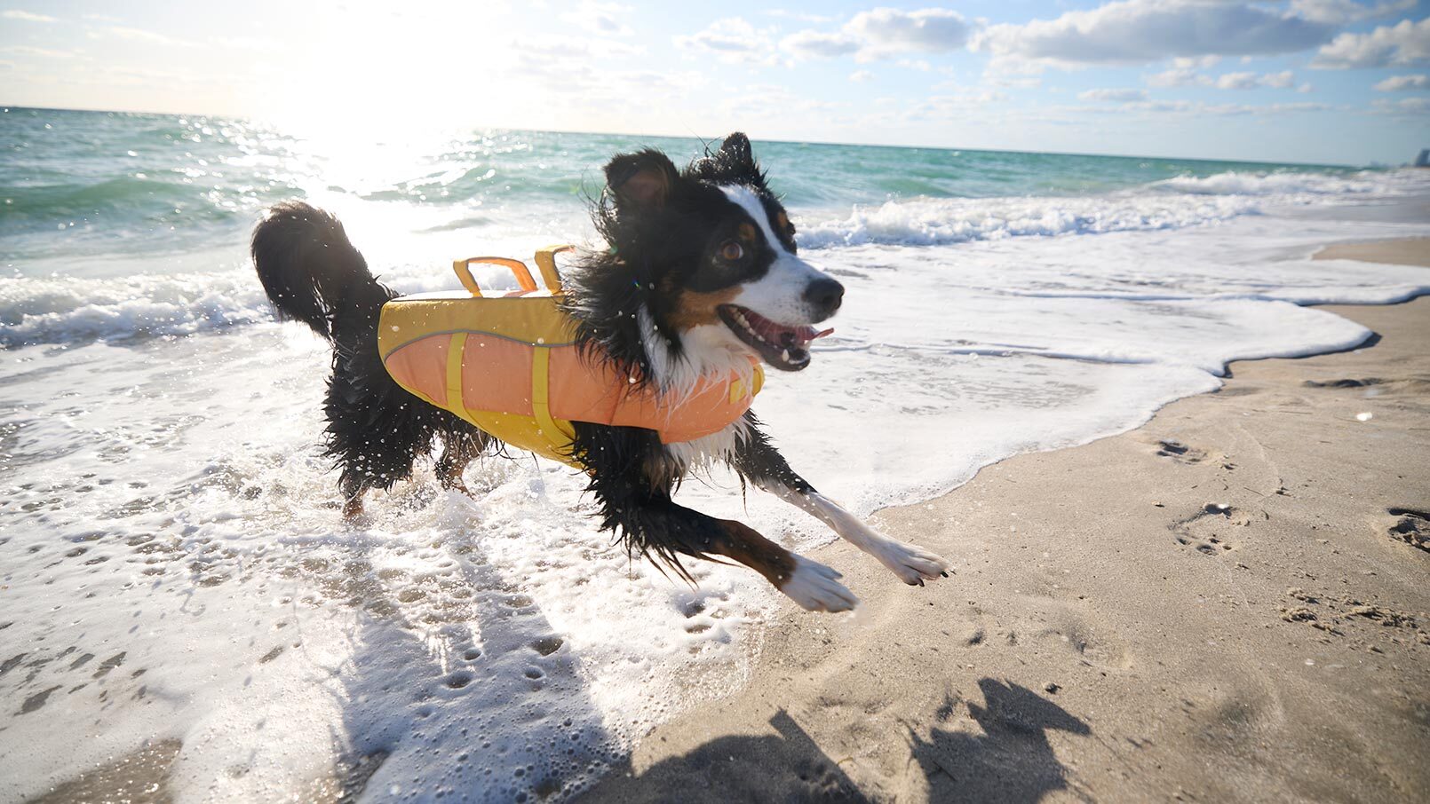 The 7 Best Dog Beaches in Miami | Chewy