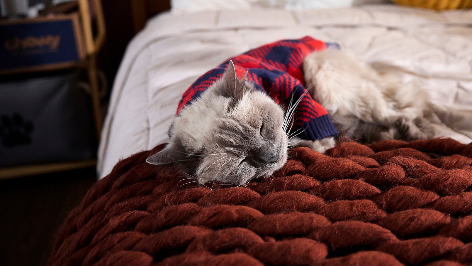 Melatonin for Cats: Benefits, Risks, and Safe Use | Chewy