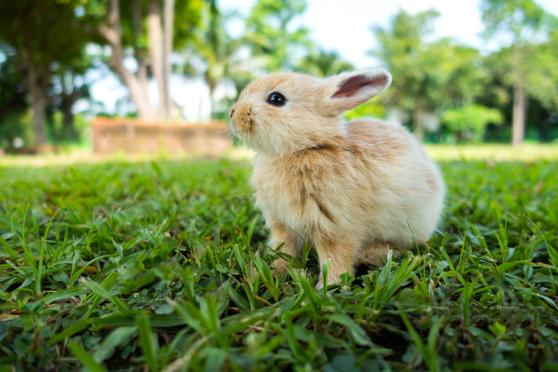 Rabbit Care Sheet | Chewy