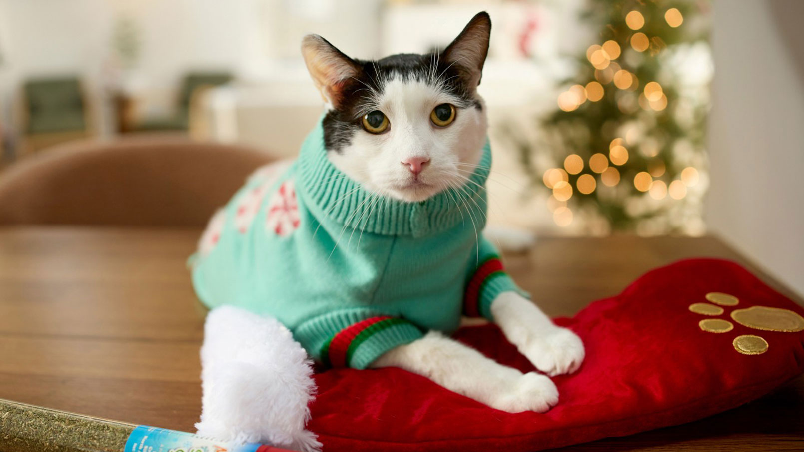 10 Cat Stocking Stuffers To Impress Picky Kitties | Chewy