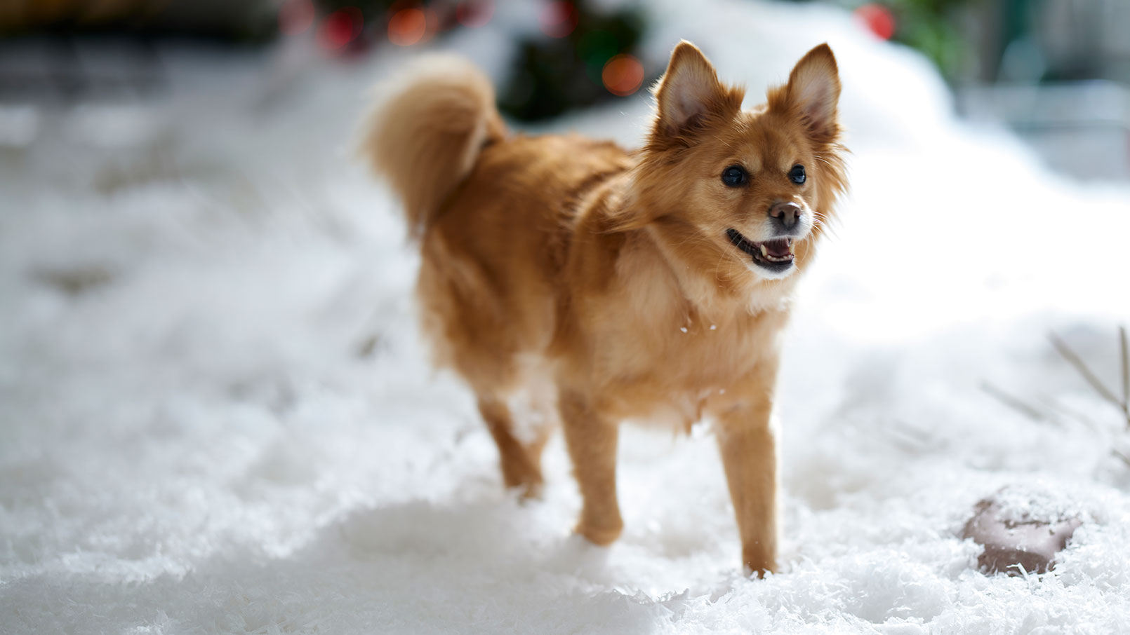 How Cold Is Too Cold for Dogs? | Chewy