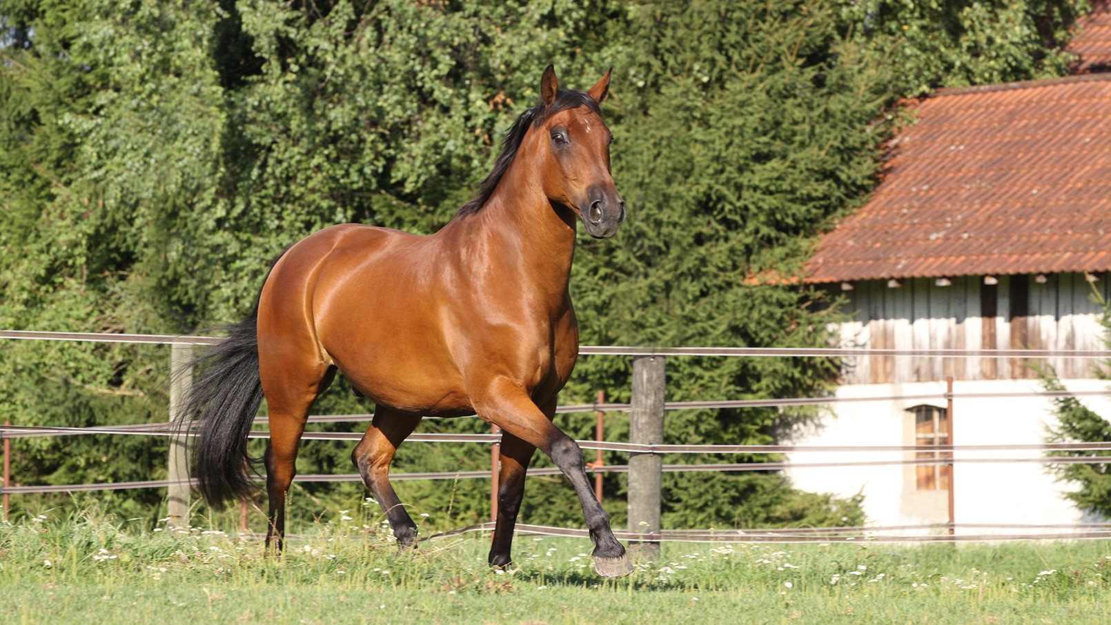 My Horse Is Easily Spooked—Is This Normal? | Chewy