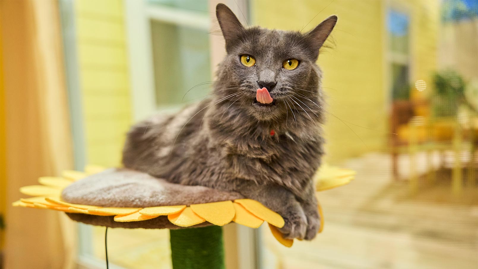 How Much Does a Cat Cost in 2025? | Chewy
