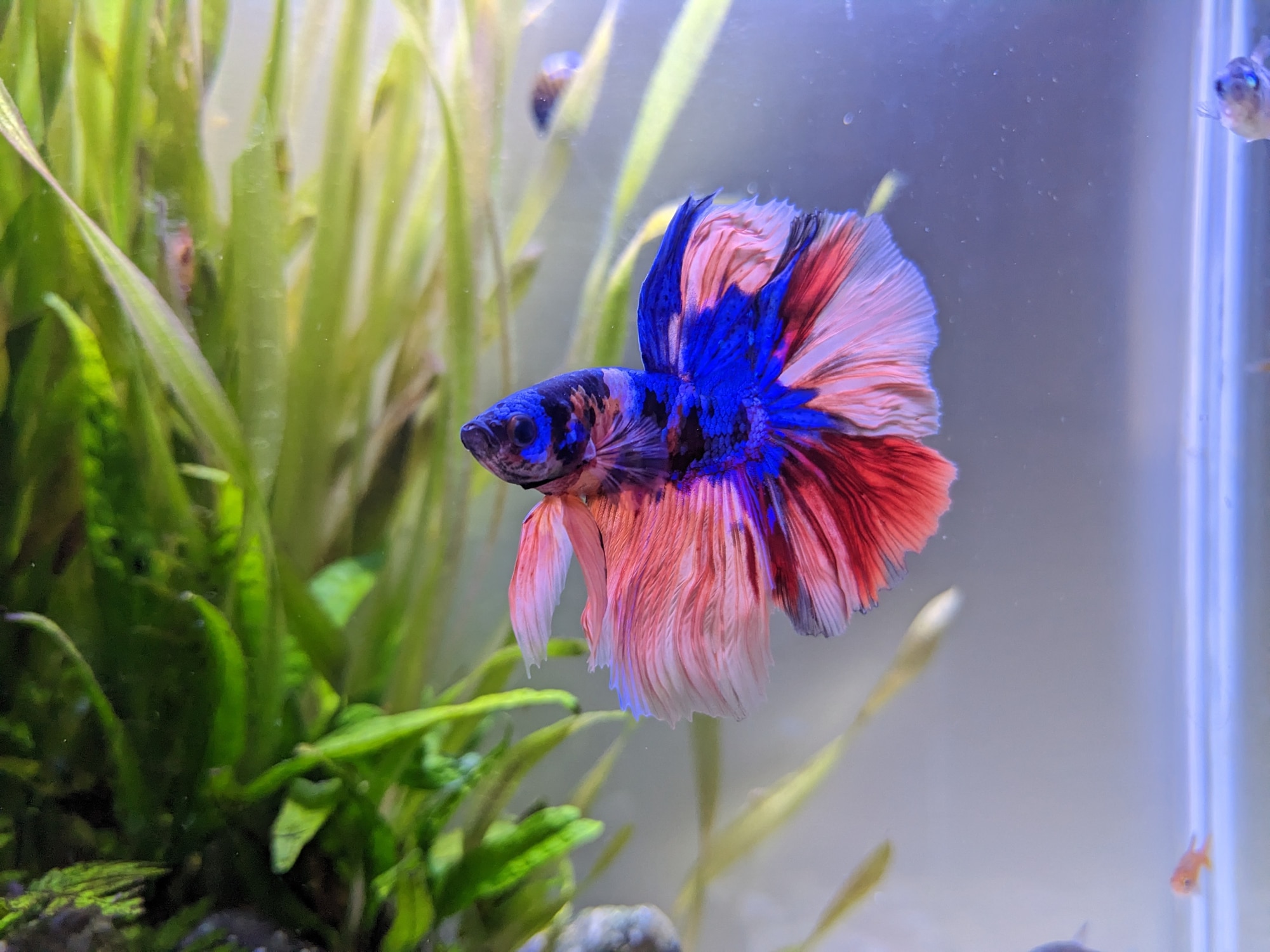 Betta Fish Fin Rot | Chewy