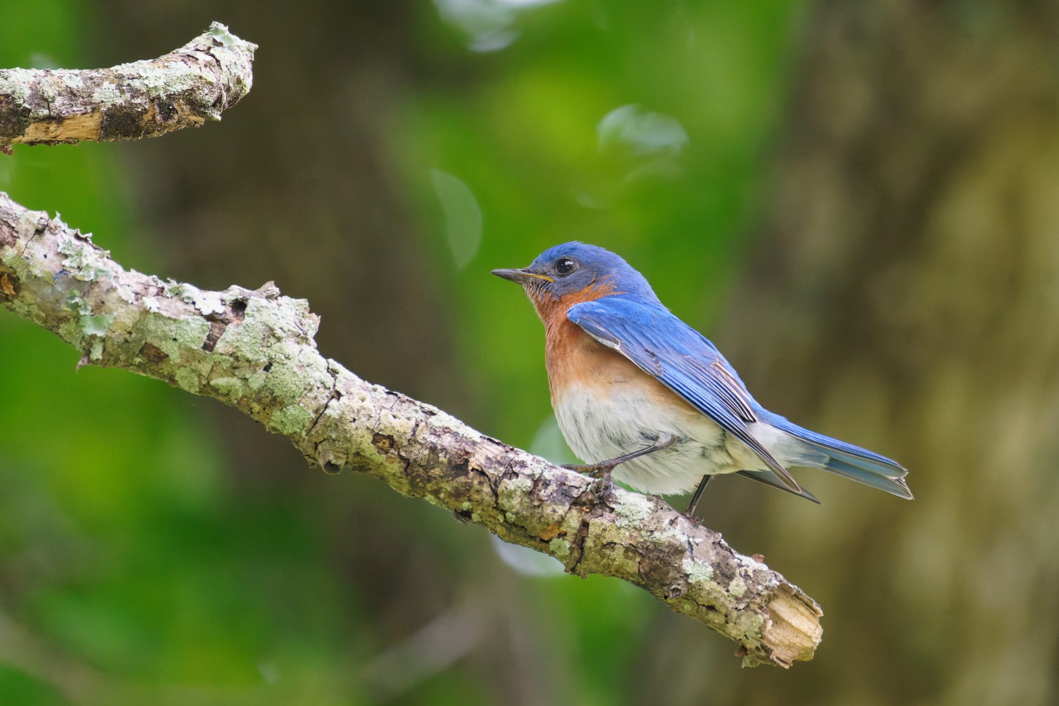 Meet the Bluebird, and Learn How To Help Them Thrive | Chewy