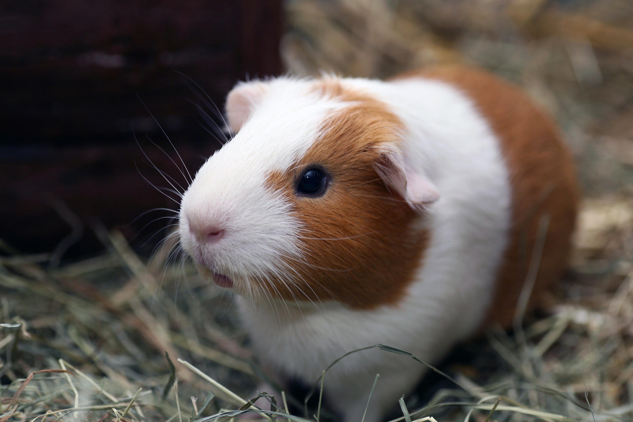 Guinea Pig Care Sheet | Chewy