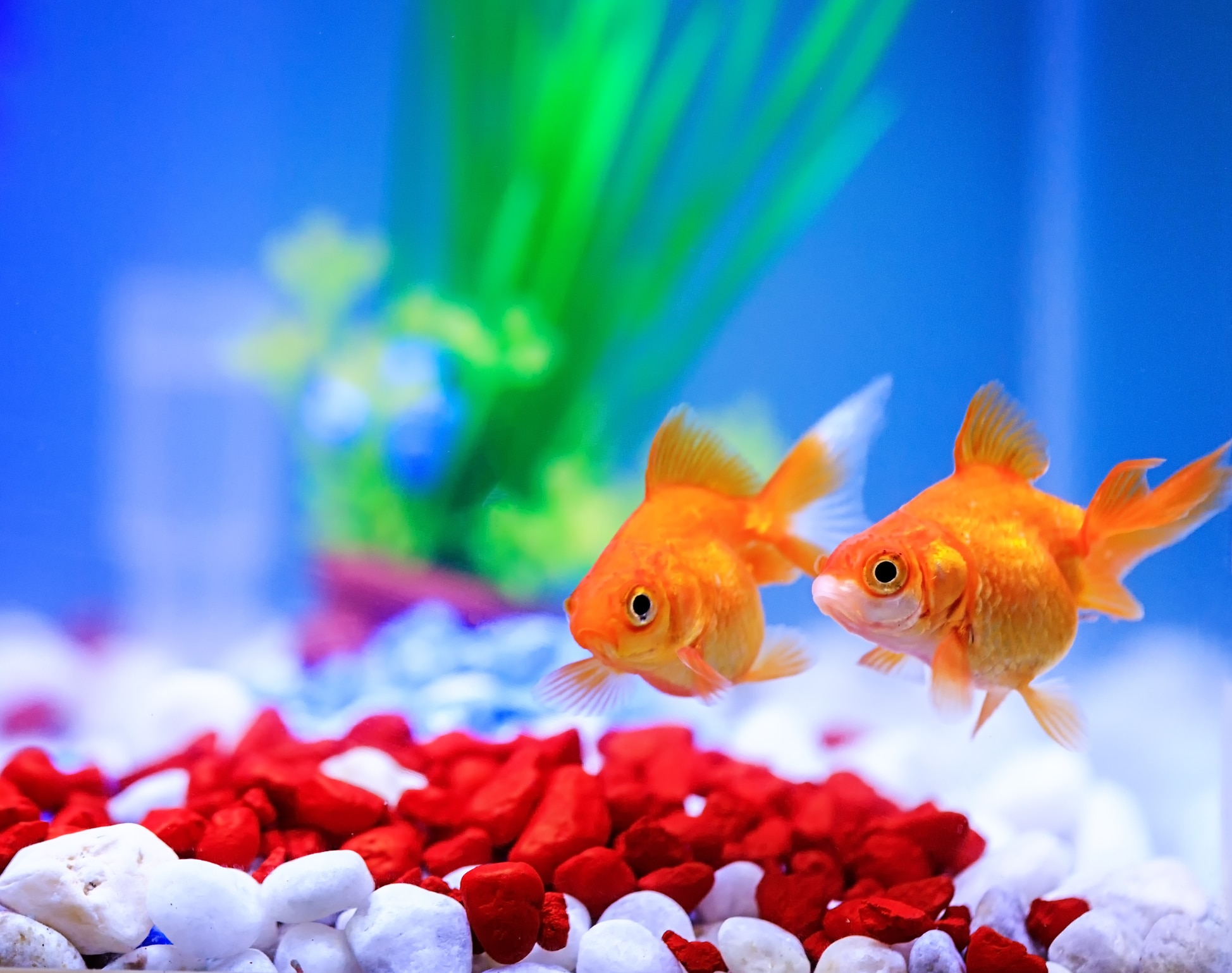Proper Water Parameters for Goldfish | Chewy