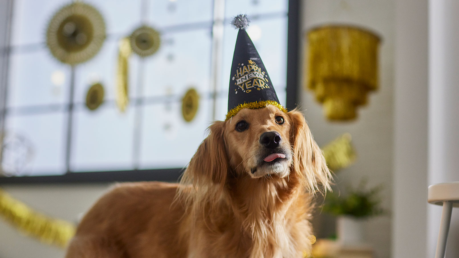20 New Year's Resolutions for Pet Parents in 2026 | Chewy