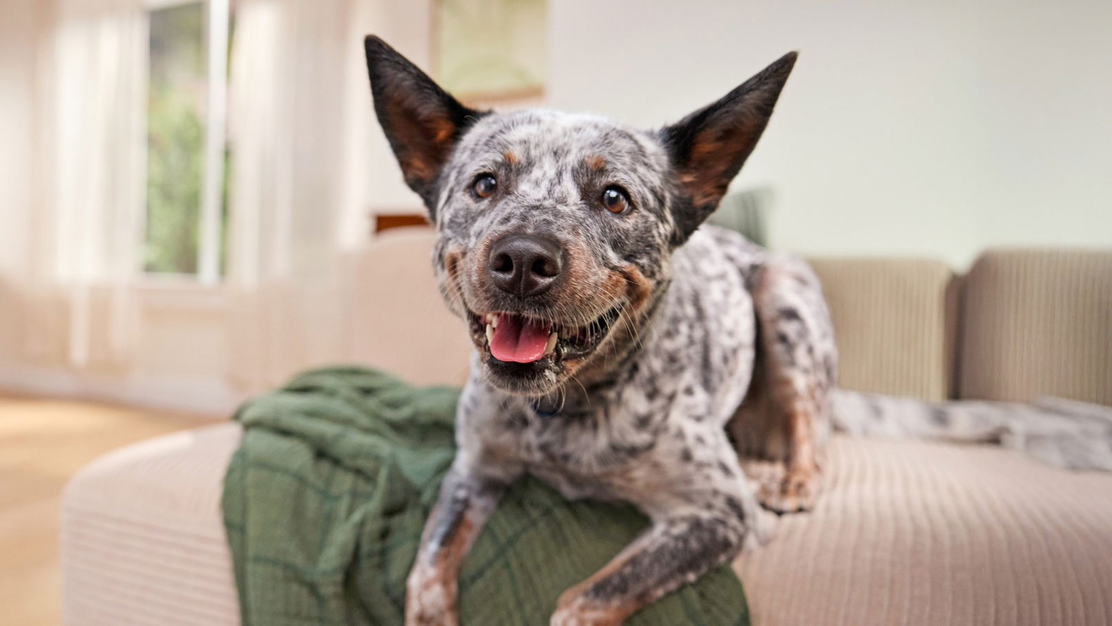 The Most Popular Dog Names for 2026 | Chewy