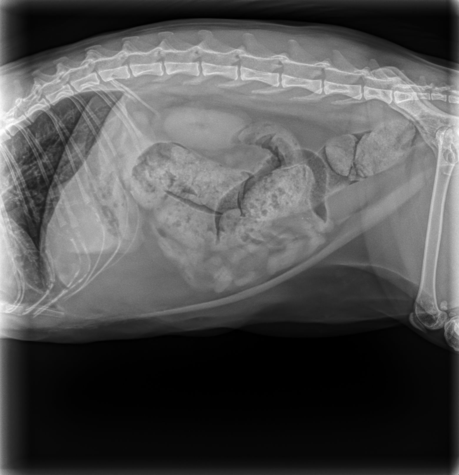 What Is Cat Constipation? What Are the Signs? | Chewy