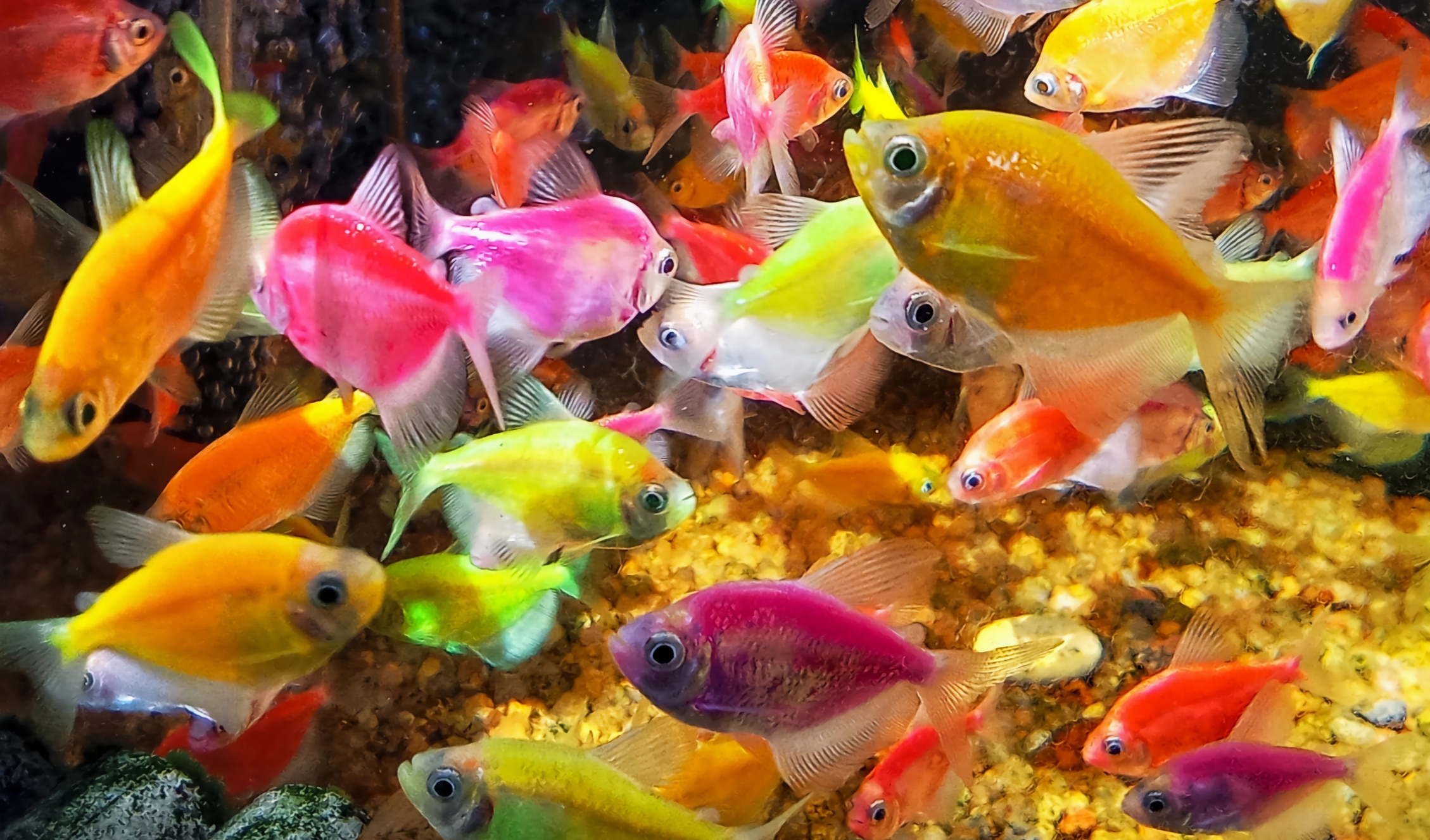 How To Care for GloFish: A Complete Beginner’s Guide | Chewy