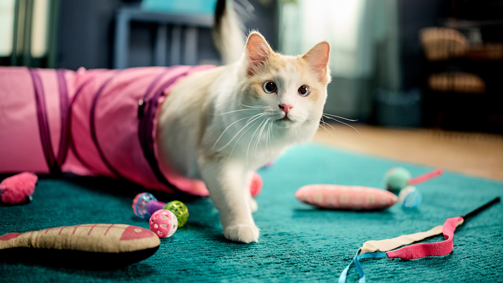 18 Cat Hacks Every Pet Parent Should Know | Chewy