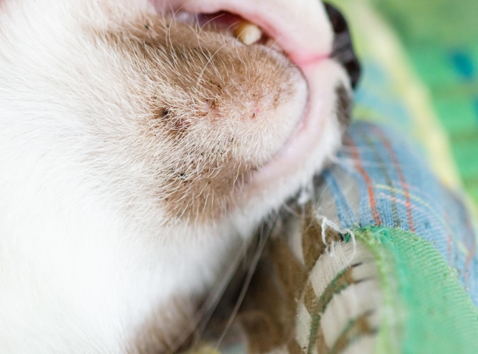 Cat Acne: Causes and Solutions for Feline Acne l Chewy