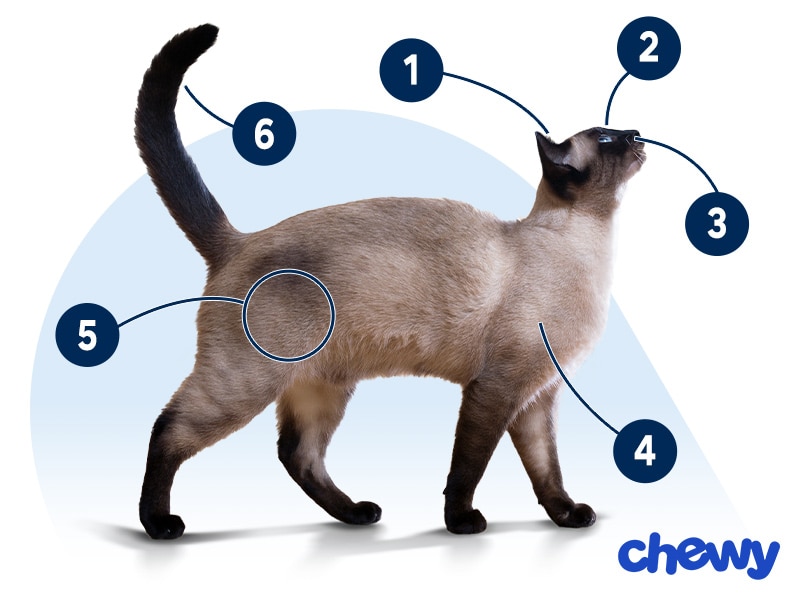 Siamese Cat Breed: Characteristics, Care & Photos | Chewy
